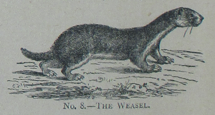 Weird Uses of Weasels – SENTENTIAE ANTIQUAE